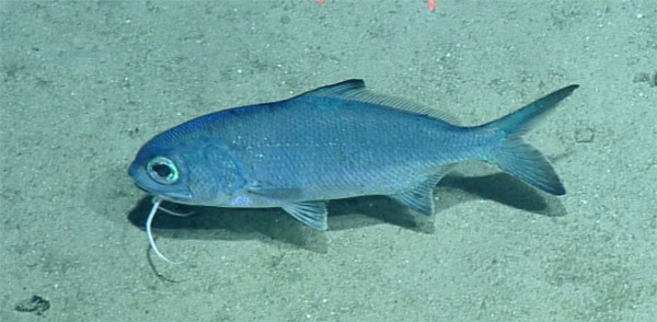 비어드피시(Beardfish). Polymixia lowei(Günther, 1859)