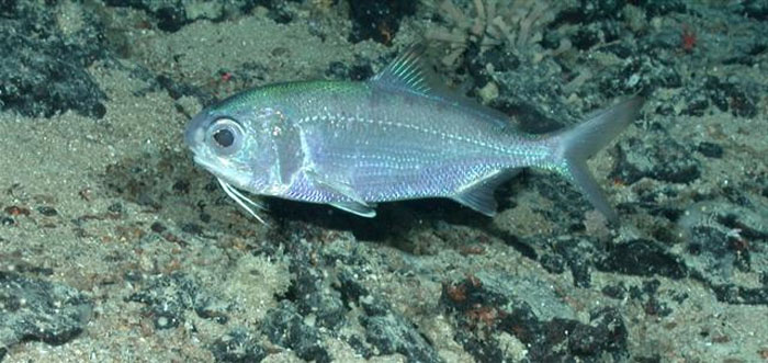 비어드피시(Beardfish). Polymixia lowei(Günther, 1859)