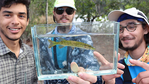 강꼬치고기과 Family Esocidae(Pikes).