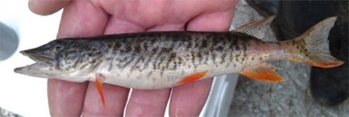 강꼬치고기과 Family Esocidae(Pikes).