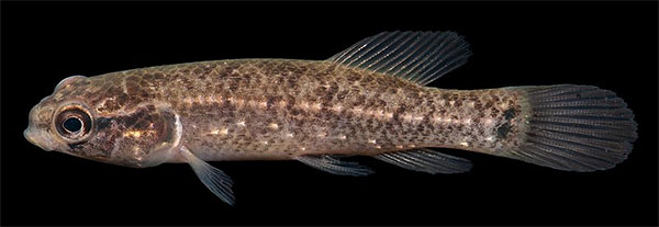 뻘피라미과Family Umbridae(Mudminnows/뻘피라미과)