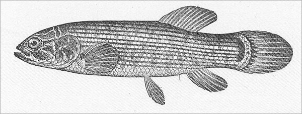 뻘피라미과Family Umbridae(Mudminnows/뻘피라미과)