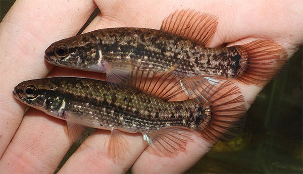 뻘피라미과Family Umbridae(Mudminnows/뻘피라미과)