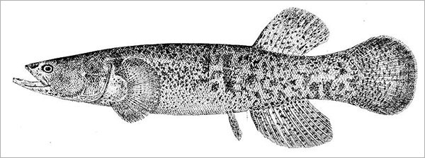 뻘피라미과Family Umbridae(Mudminnows/뻘피라미과)