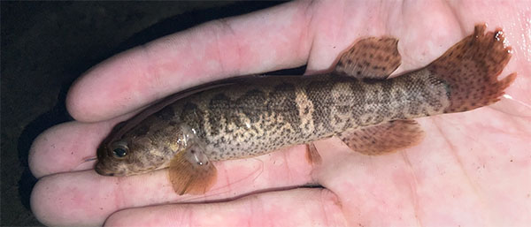 뻘피라미과Family Umbridae(Mudminnows/뻘피라미과)