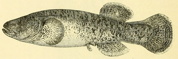 뻘피라미과Family Umbridae(Mudminnows/뻘피라미과)