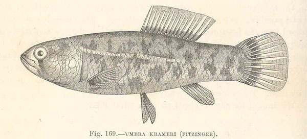 뻘피라미과Family Umbridae(Mudminnows/뻘피라미과)