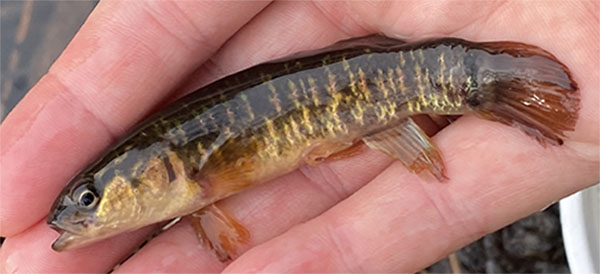 뻘피라미과Family Umbridae(Mudminnows/뻘피라미과)