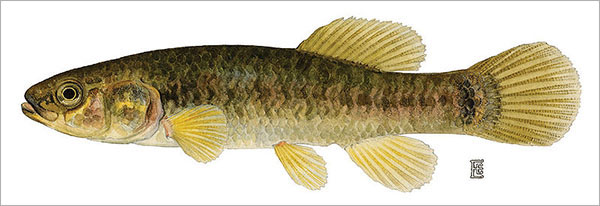 뻘피라미과Family Umbridae(Mudminnows/뻘피라미과)