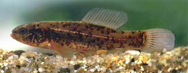 뻘피라미과Family Umbridae(Mudminnows/뻘피라미과)