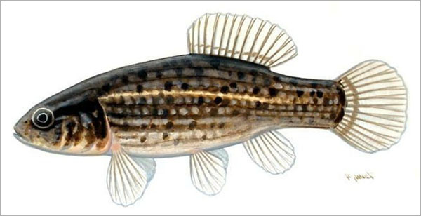 뻘피라미과Family Umbridae(Mudminnows/뻘피라미과)