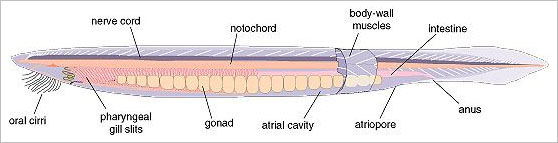 창고기강 Class Leptocardi(Lancelet)