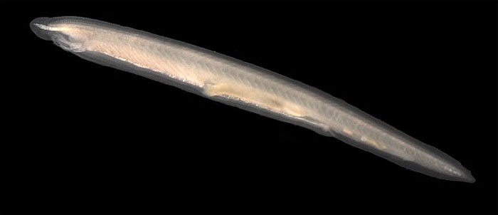 창고기강 Class Leptocardi(Lancelet)