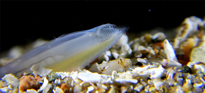 창고기목 Order Amphioxiformes(Lancelet)