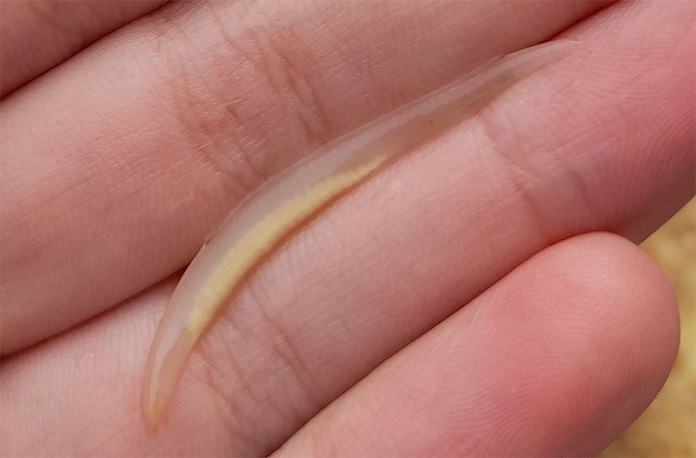 창고기목 Order Amphioxiformes(Lancelet)