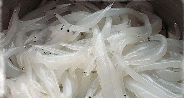 창고기목 Order Amphioxiformes(Lancelet)