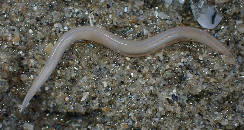 창고기목 Order Amphioxiformes(Lancelet)