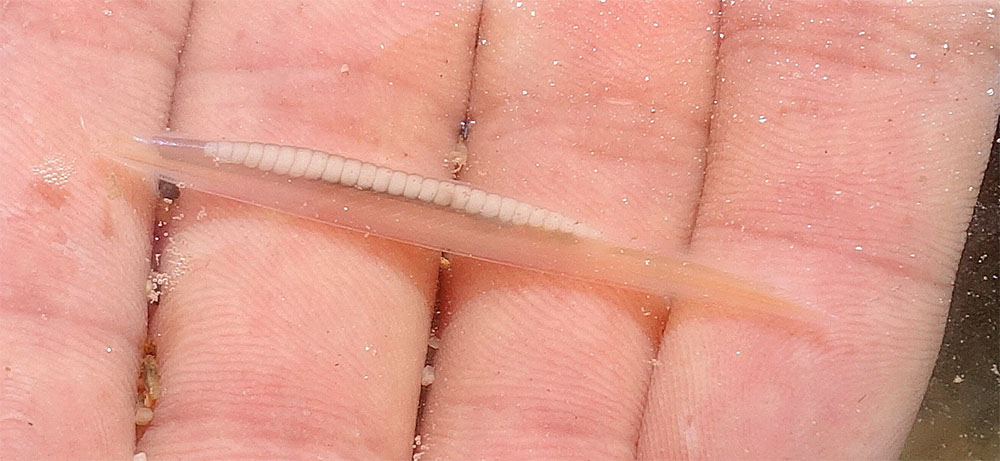 창고기목 Order Amphioxiformes(Lancelet)