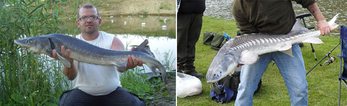 철갑상어목 Order Acipenseriformes(sturgeons and paddlefishes)