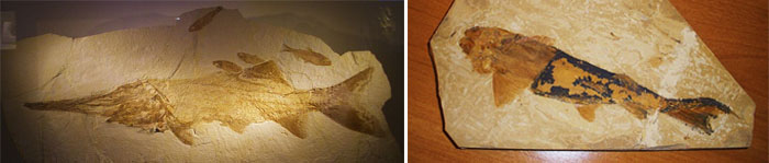 철갑상어과 Family Acipenseridae(Sturgeons)