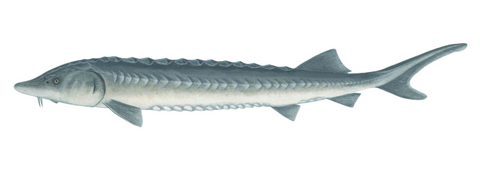 철갑상어(Chinese sturgeon). Acipenser sinensis(Gray, 1835)
