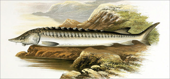 유럽철갑상어(European sturgeon). Acipenser sturio(Linnaeus, 1758) Acipenser ...