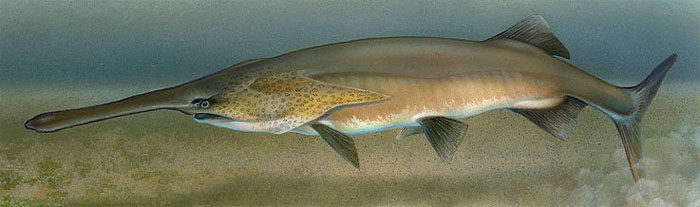 주걱철갑상어과 Family Polyodontidae(Paddlefishes)