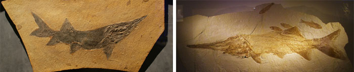 주걱철갑상어과 Family Polyodontidae(Paddlefishes)