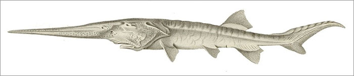 주걱철갑상어과 Family Polyodontidae(Paddlefishes)