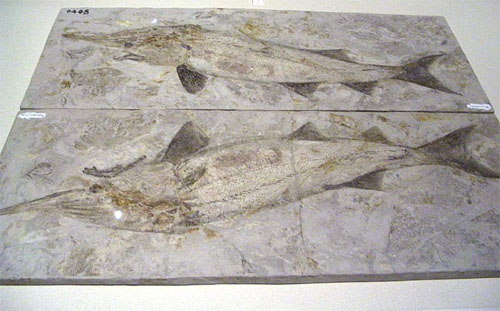 중국주걱철갑상어(Chinese paddlefish). Psephurus gladius(Martens, 1862)