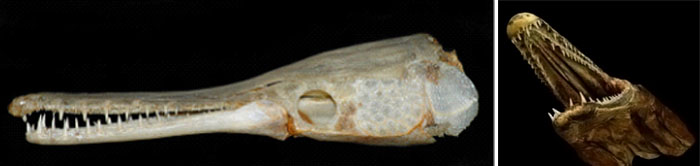 레피소스테우스과 Family Lepisosteidae(gars)