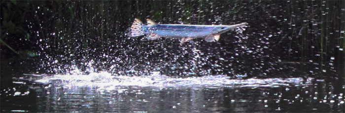 레피소스테우스목 Order Lepisosteiformes(gars)