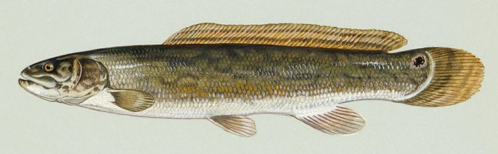 아미아목 Order Amiiformes(bowfins).