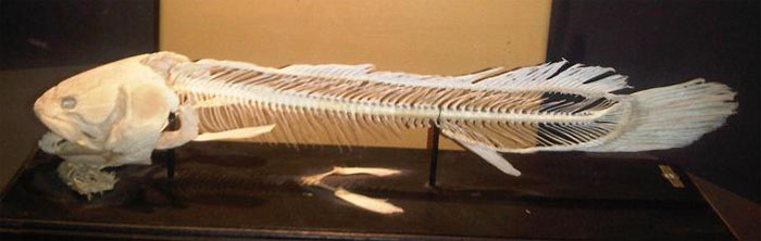 아미아목 Order Amiiformes(bowfins).