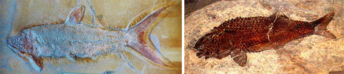 아미아목 Order Amiiformes(bowfins).