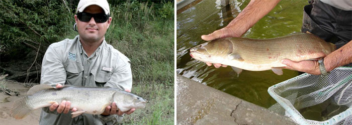 아미아목 Order Amiiformes(bowfins).