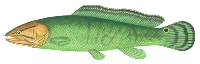 아미아목 Order Amiiformes(bowfins).