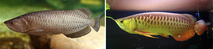 아로와나과 Family Osteoglossidae(Arowanas)