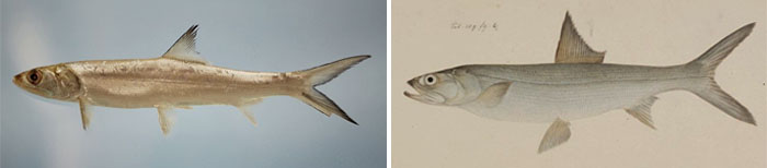 당멸치목 Order Elopiformes(tarpons and tenpounders) Order 23.