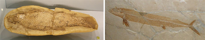 당멸치목 Order Elopiformes(tarpons and tenpounders) Order 23.