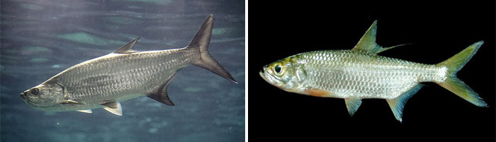 당멸치목 Order Elopiformes(tarpons and tenpounders) Order 23.