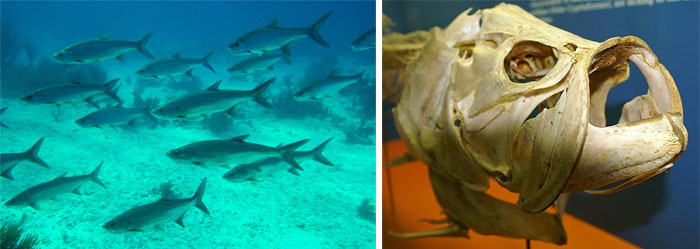 대서양 타폰(Tarpon) Megalops atlanticus(Valenciennes, 1847)