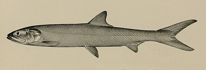 당멸치(Hawaiian ladyfish). Elops hawaiensis(Regan, 1909)