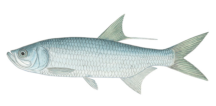 풀잉어(Indo-Pacific tarpon). Megalops cyprinoides(Broussonet, 1782)