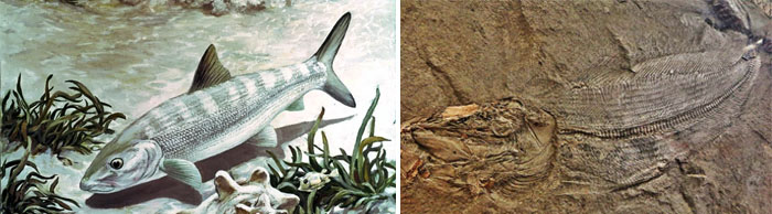 여을멸목 Order Albuliformes(Bonefishes)