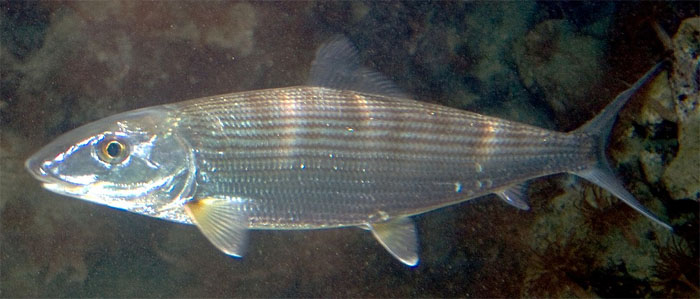 여을멸목 Order Albuliformes(Bonefishes)