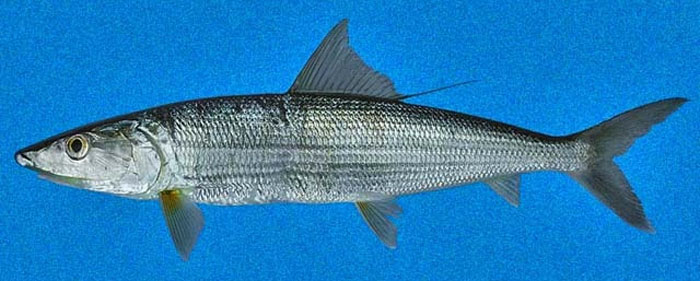 여을멸과 Family Albulidae(Bonefishes)