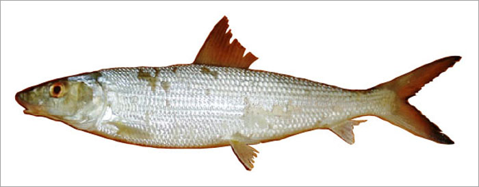 여을멸(Longjaw bonefish). Albula argentea(Forster, 1801)