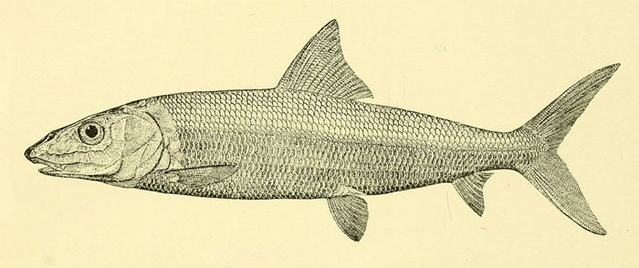 여을멸(Longjaw bonefish). Albula argentea(Forster, 1801)