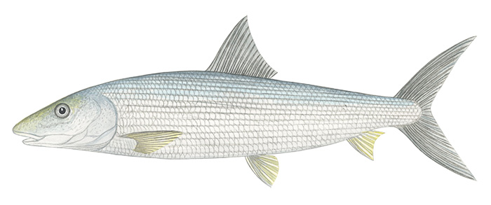 여을멸(Longjaw bonefish). Albula argentea(Forster, 1801)